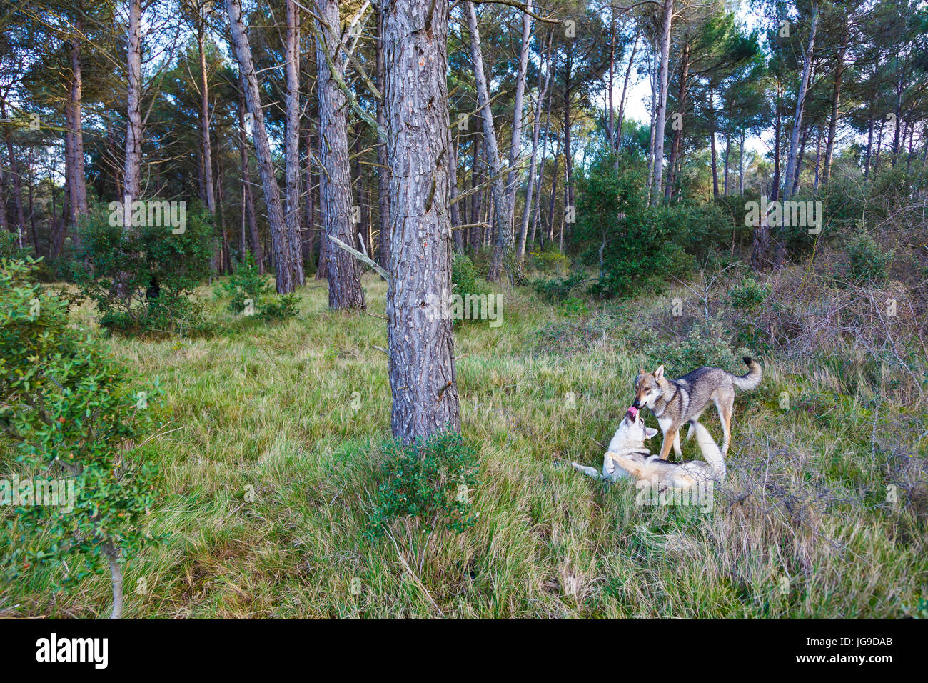 Tamed wolf hi-res stock photography and images - Alamy