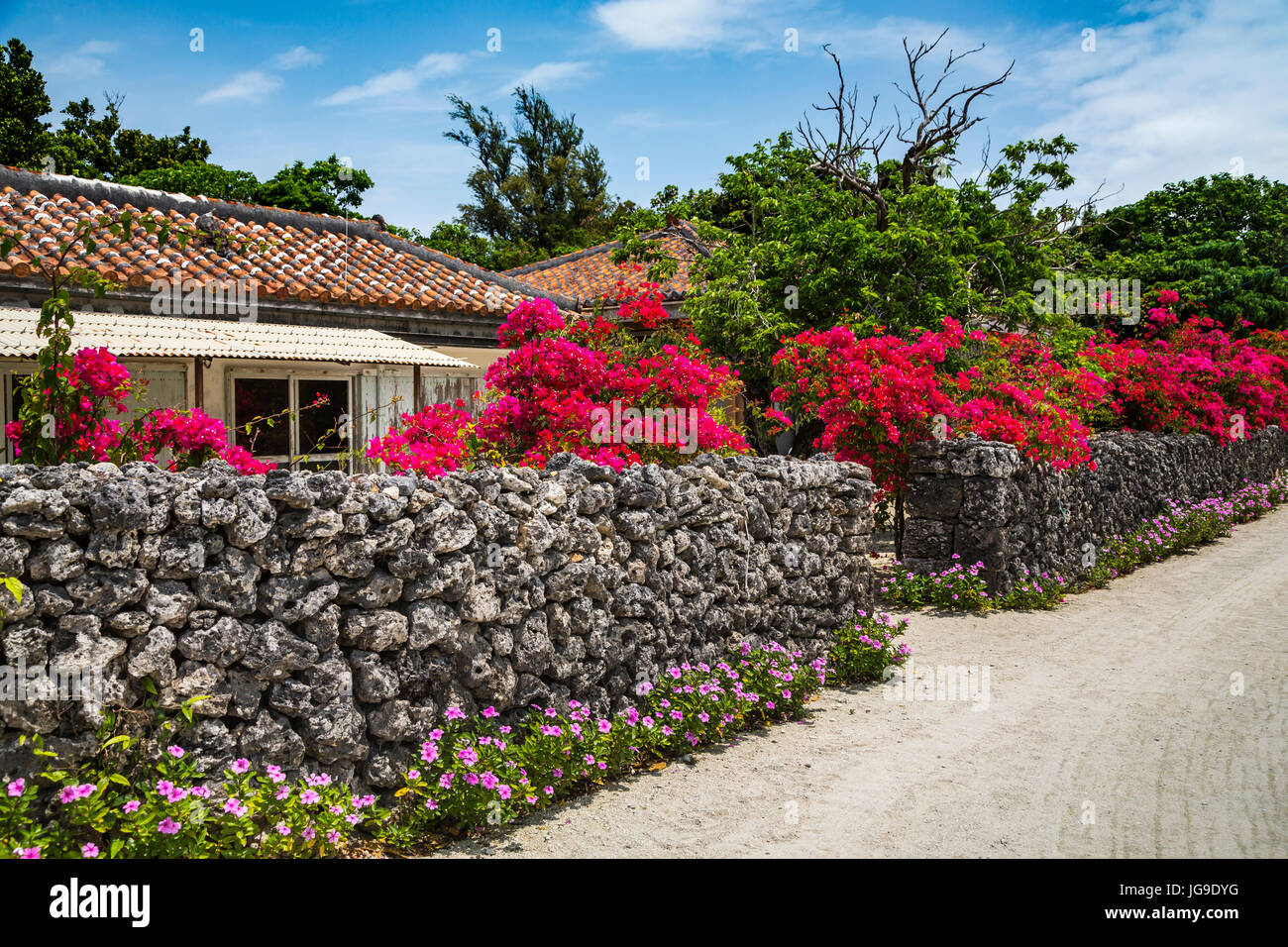 Sand street with bougainvillea flowers, and stone fencing in a village ...