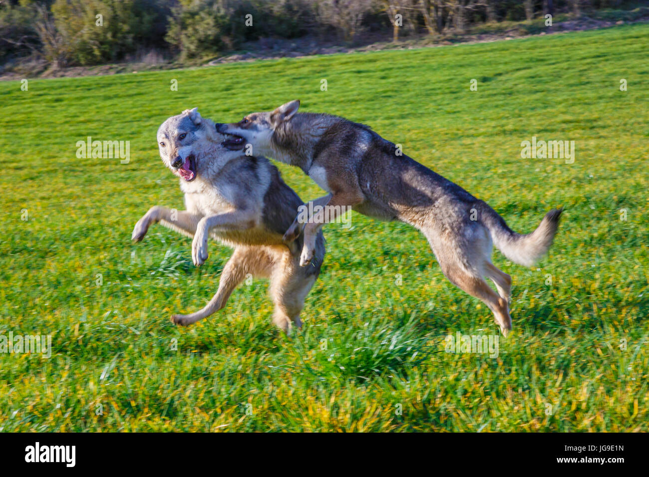 Tamed wolf hi-res stock photography and images - Alamy