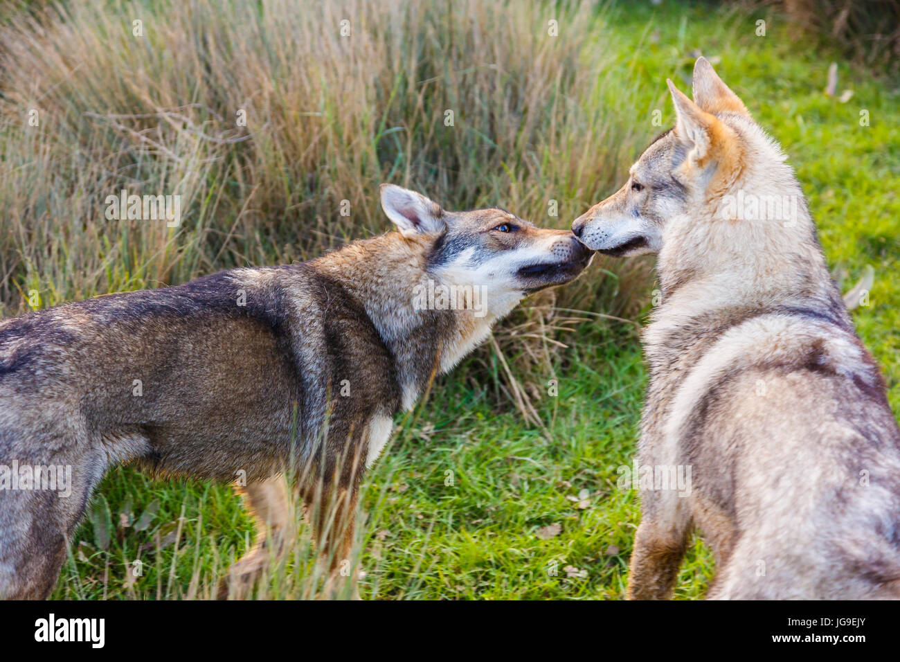 Wolf sniffing hi-res stock photography and images - Alamy