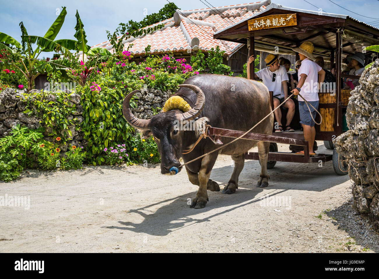 Taketomi water buffalo cart hi-res stock photography and images - Alamy