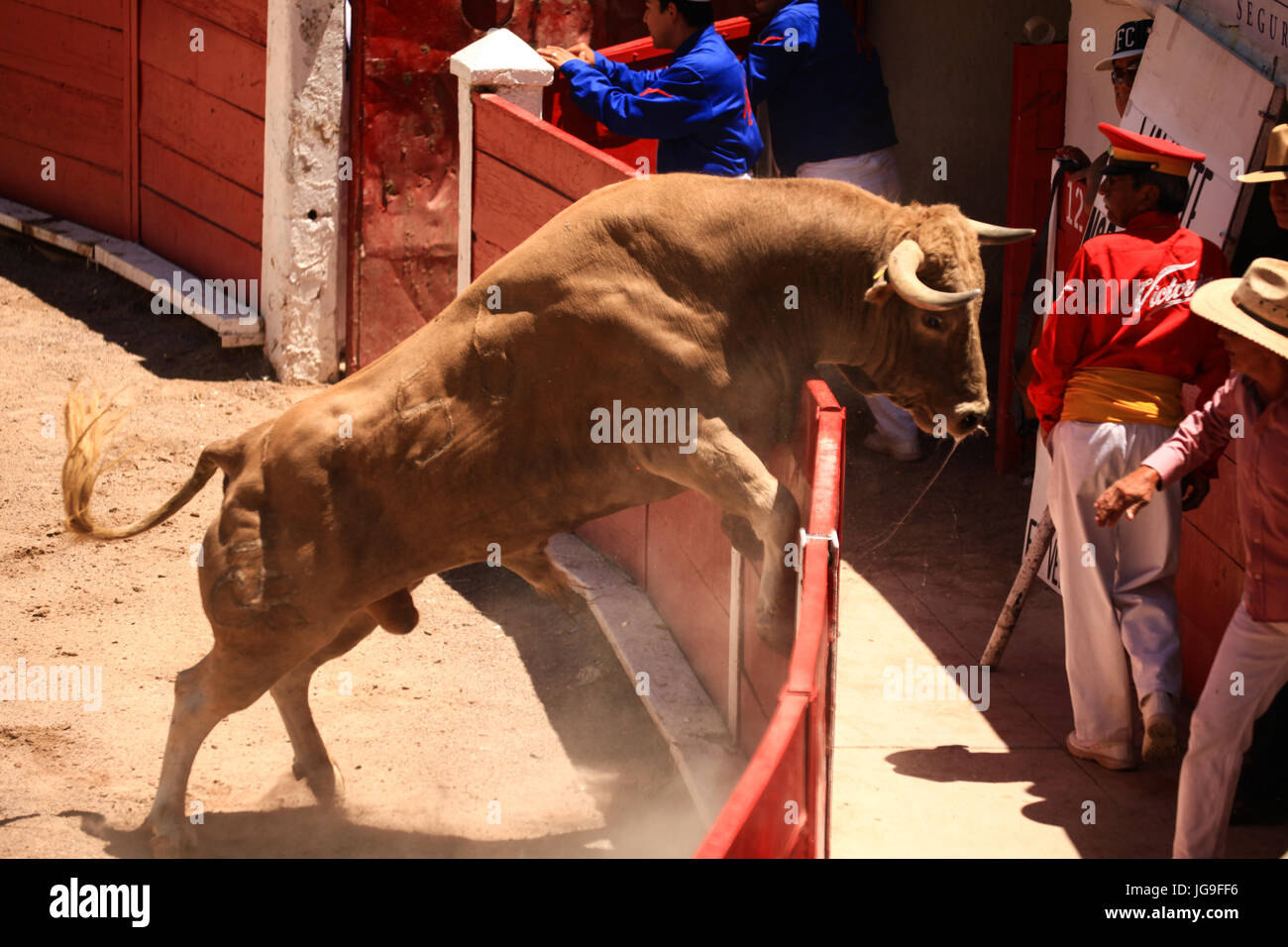 Angry bull hi-res stock photography and images - Alamy