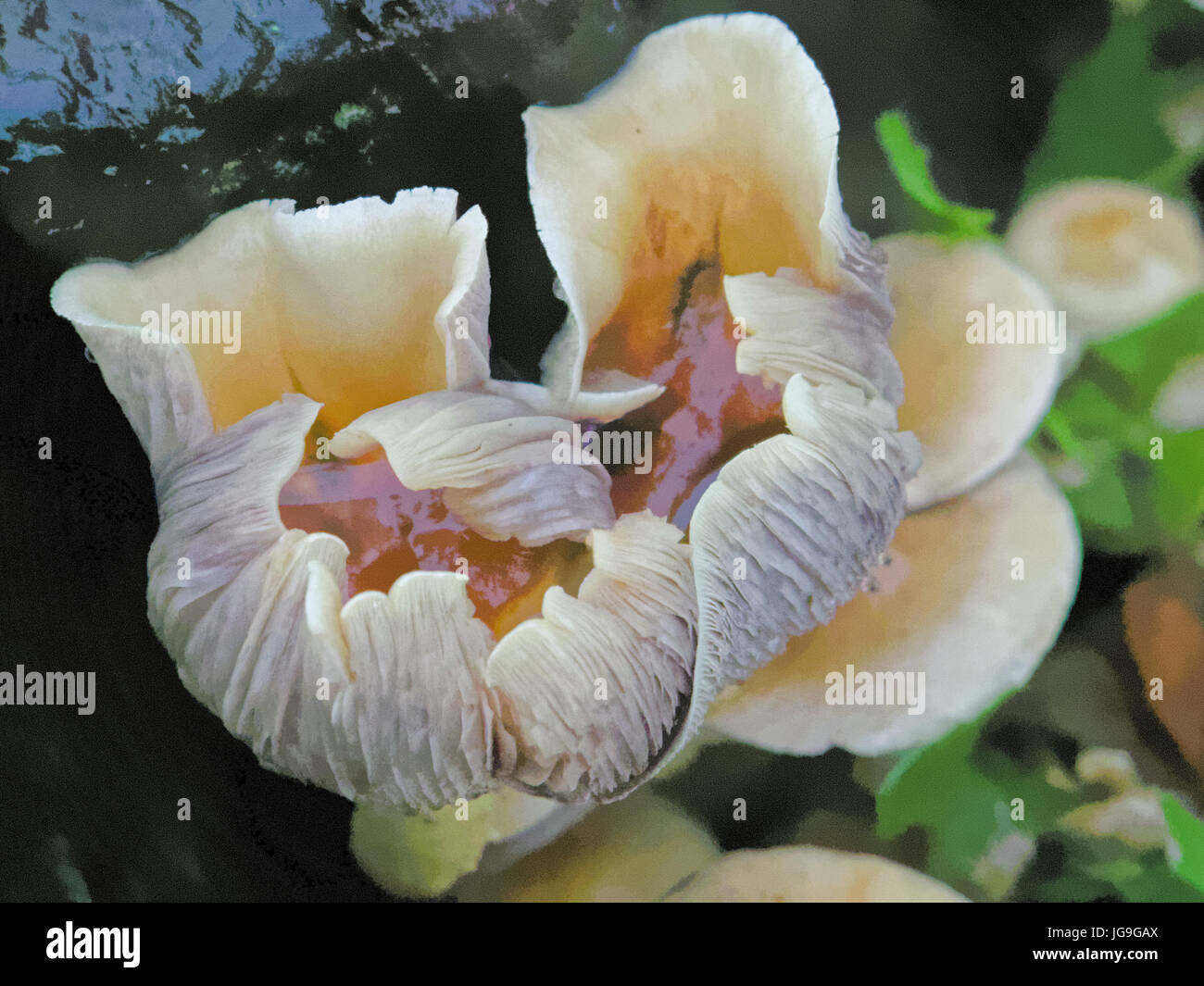 Fungus of skin hi-res stock photography and images - Alamy