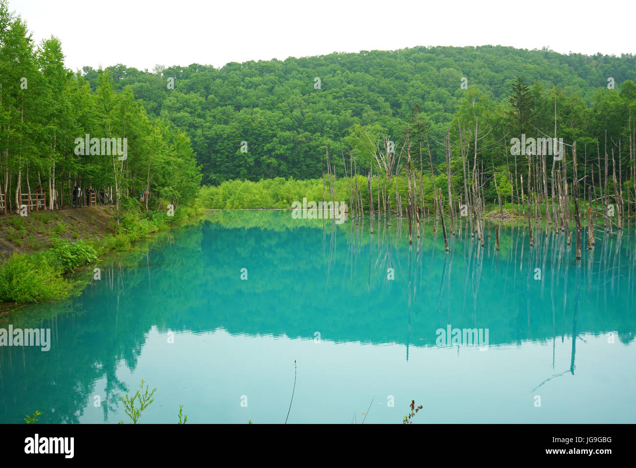 The Blue Pond in Biei, Hokkaido, Japan Stock Photo - Alamy