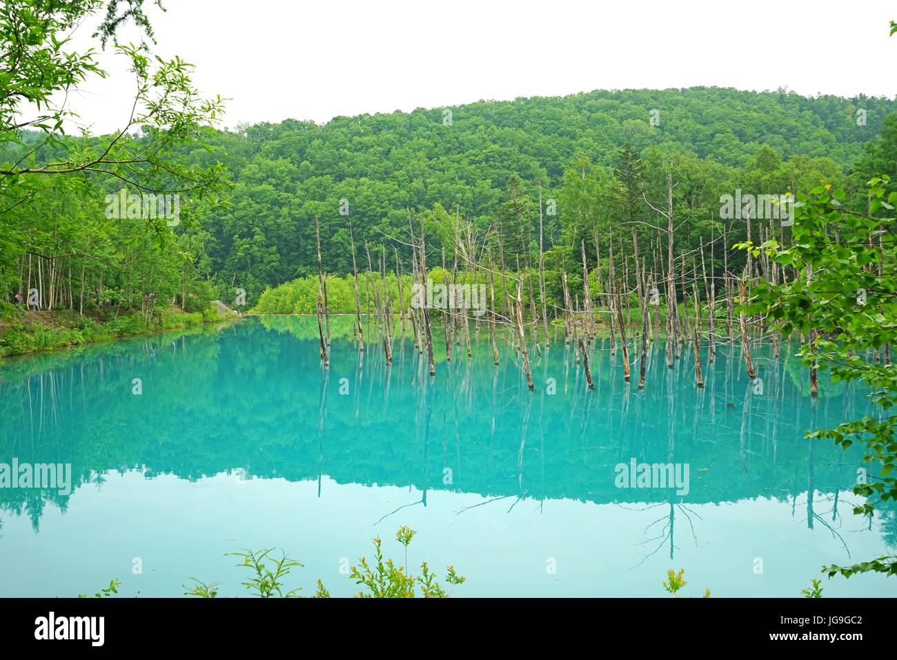 The Blue Pond in Biei, Hokkaido, Japan Stock Photo - Alamy