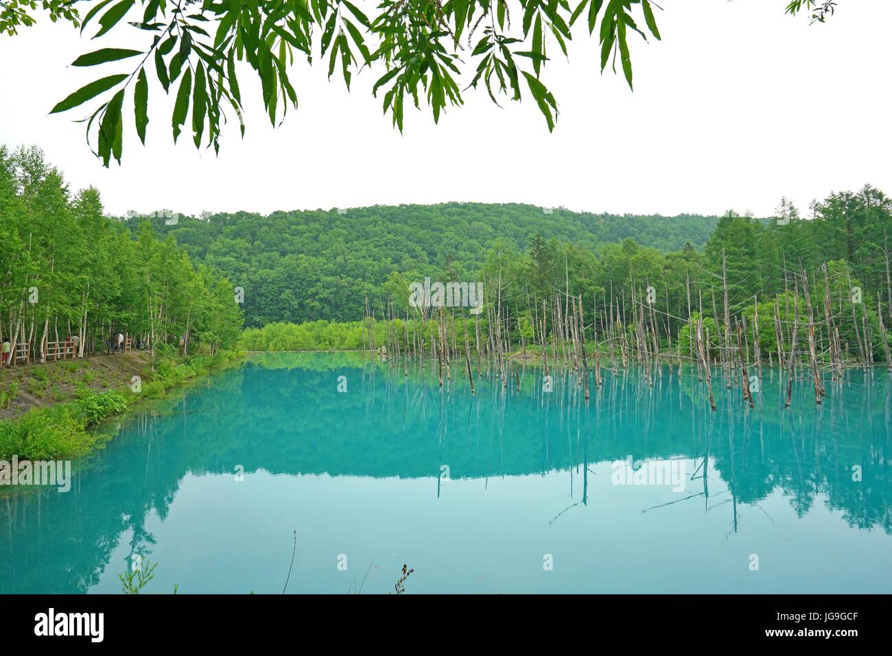 The Blue Pond in Biei, Hokkaido, Japan Stock Photo - Alamy