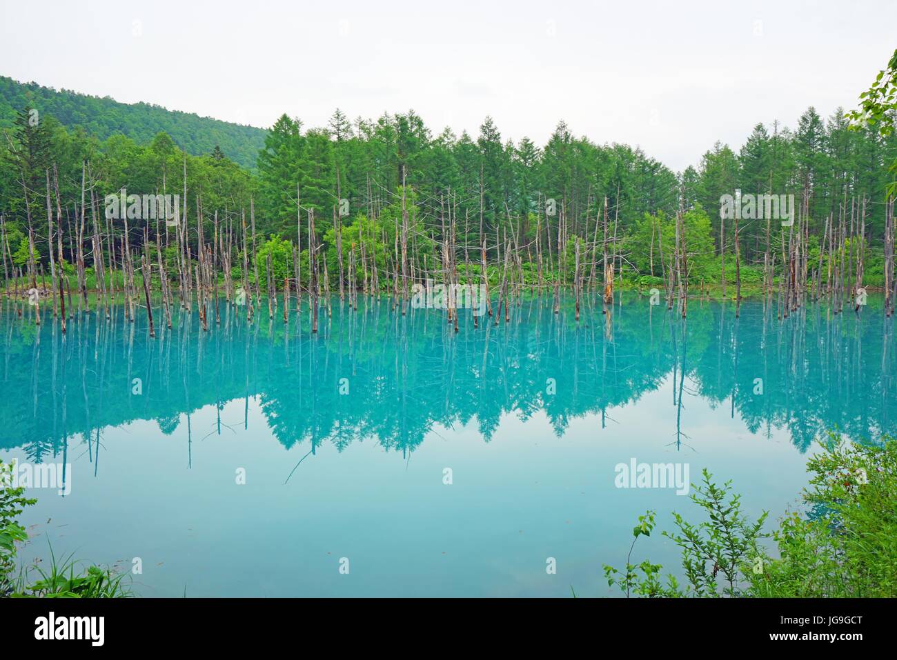 The Blue Pond in Biei, Hokkaido, Japan Stock Photo - Alamy