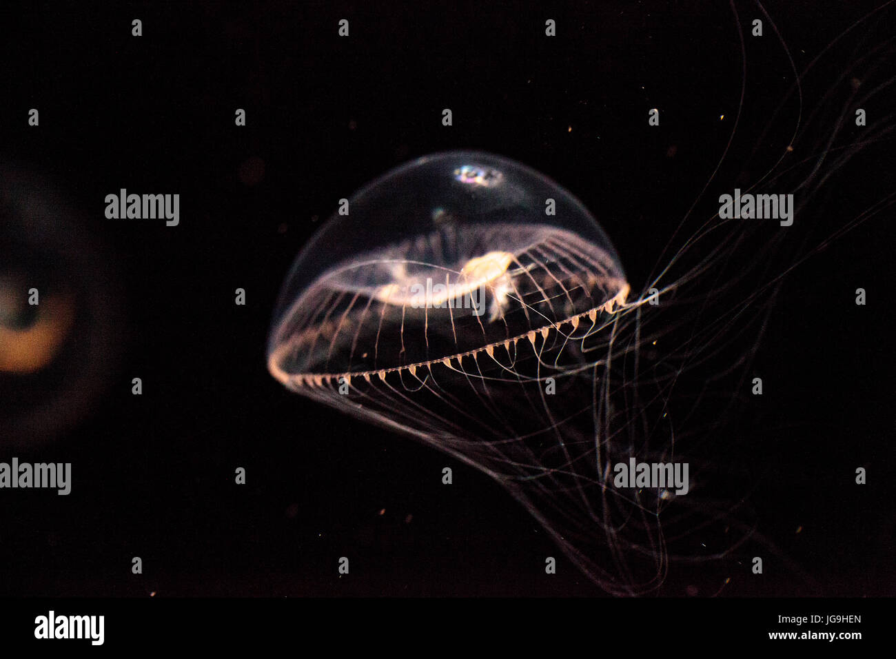 Bioluminescent hydrozoan jellyfish hi-res stock photography and images ...