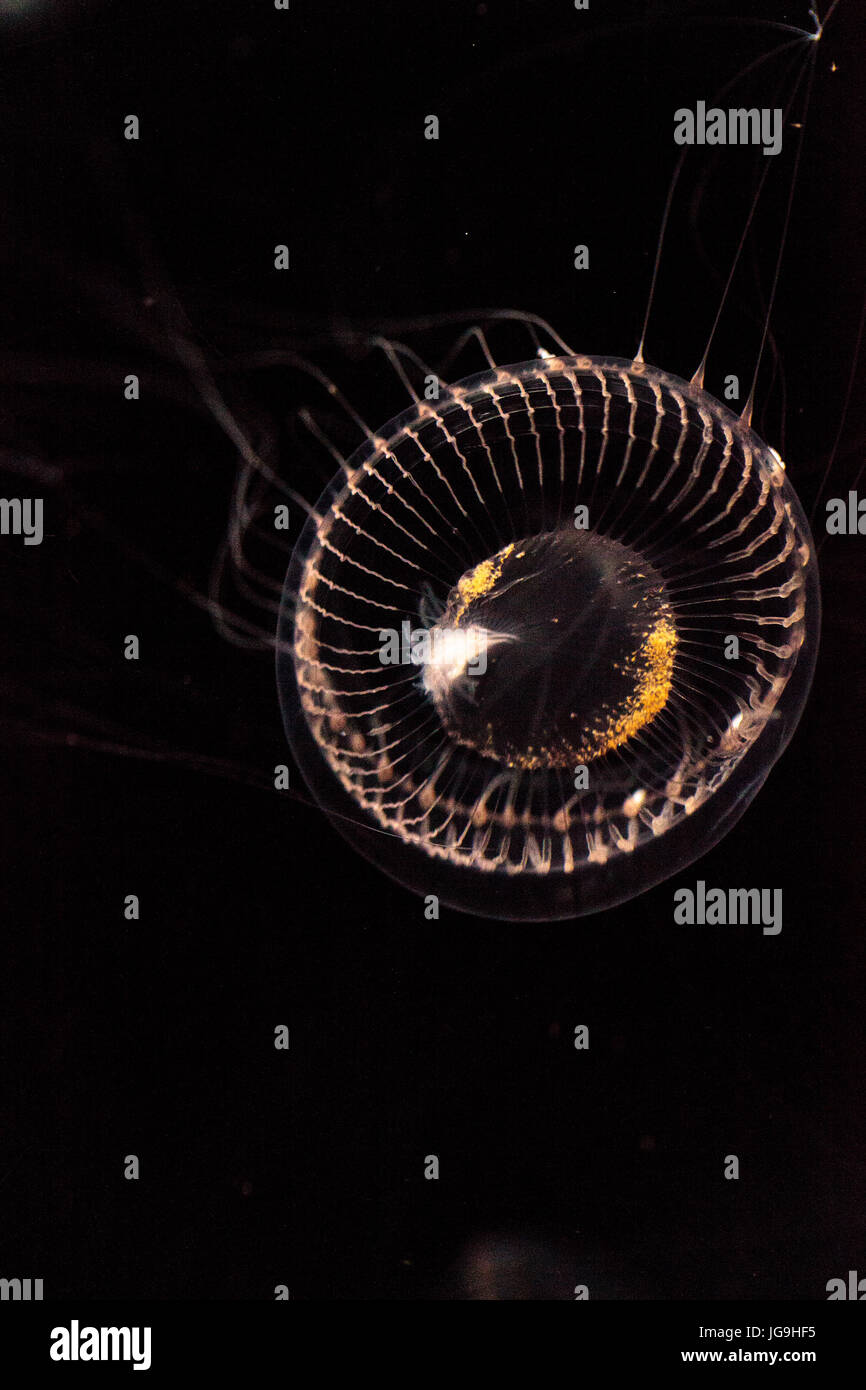 Aequorea victoria bioluminescent hi-res stock photography and images ...