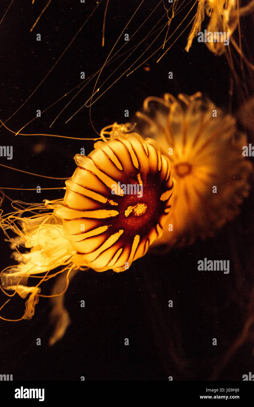 Japanese sea nettle Jellyfish, Chrysaora pacifica, can range in color ...