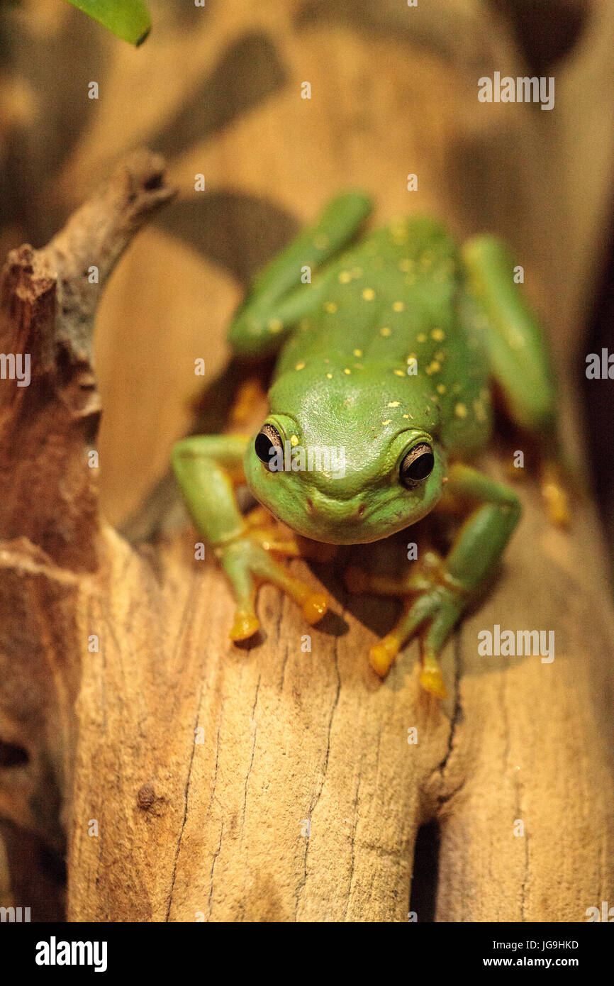 Litoria Splendida High Resolution Stock Photography and Images - Alamy