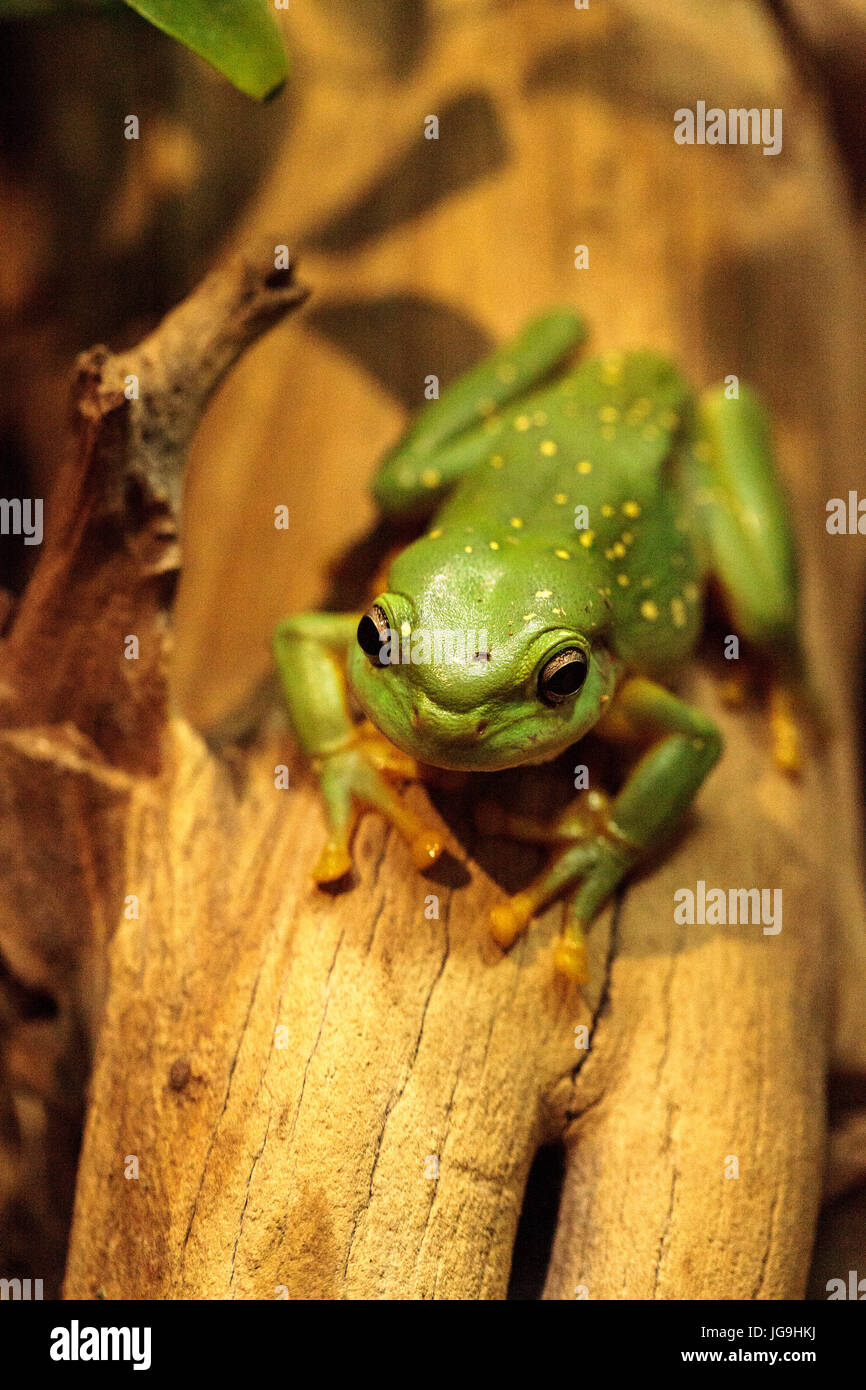 Magnificent tree frog Litoria splendida can be found in Australia and ...