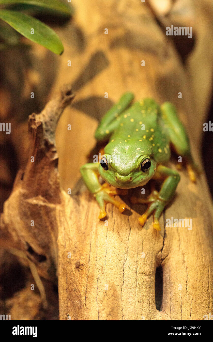 Litoria splendida hi-res stock photography and images - Alamy