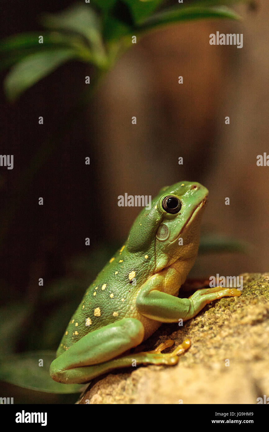 Litoria splendida hi-res stock photography and images - Alamy