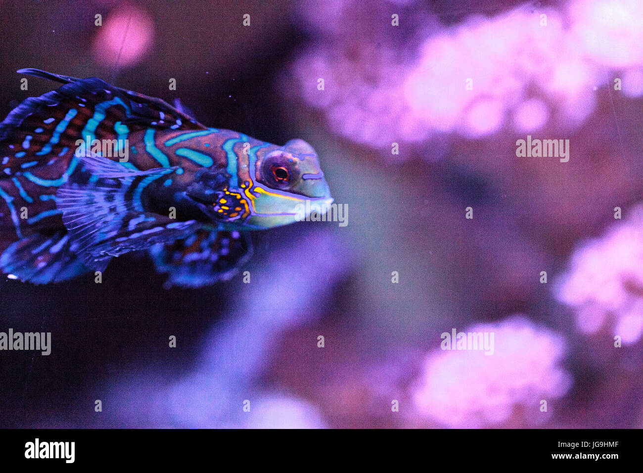 Mandarin goby is also called the Mandarin dragnet Synchiropus ...
