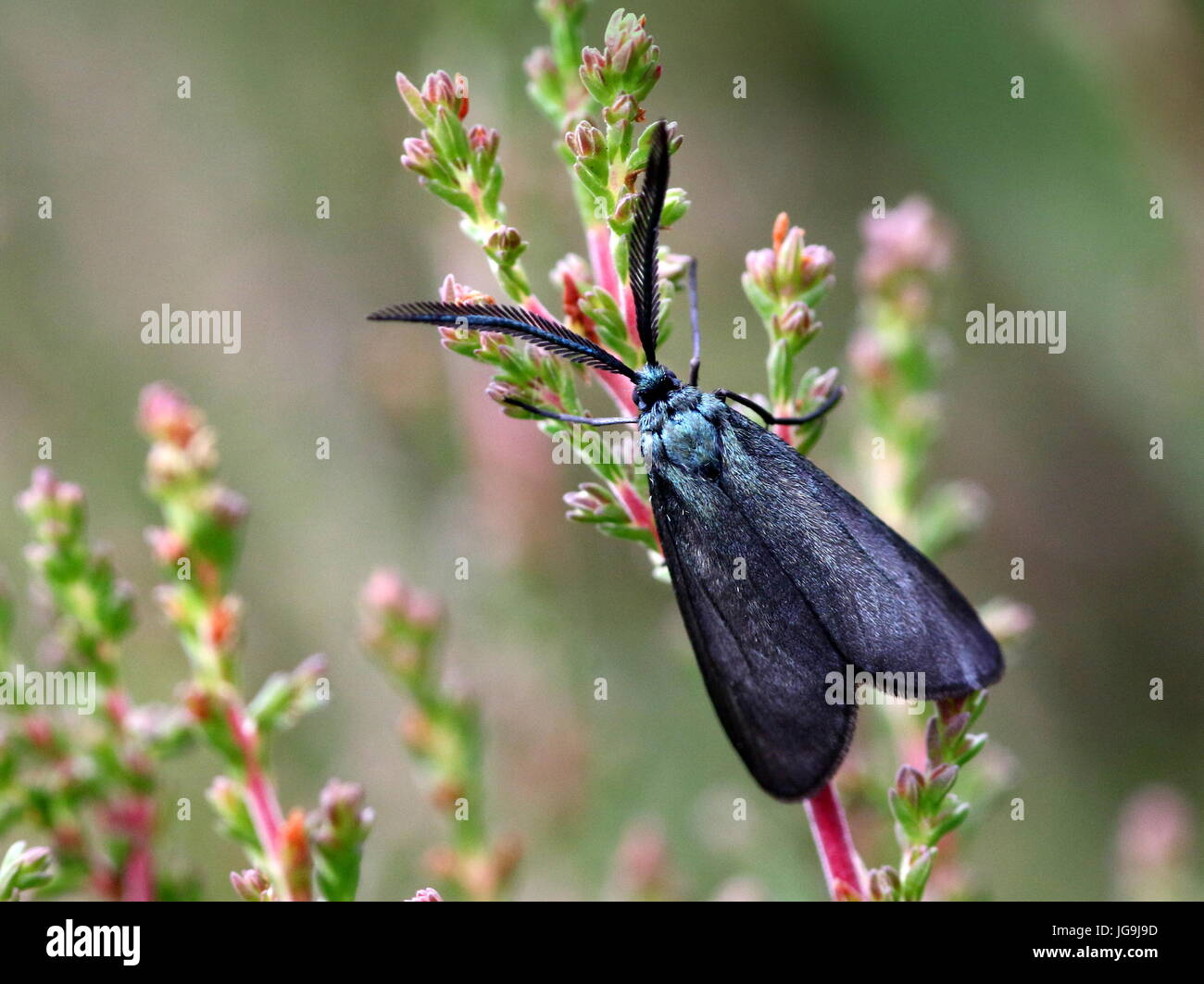 Male European Rhagades pruni moth - Zygaenidae - unofficial English ...