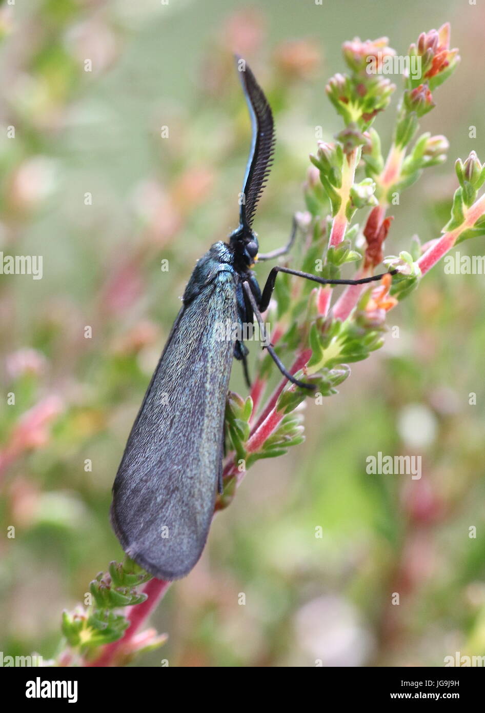 Male European Rhagades pruni moth - Zygaenidae - unofficial English ...