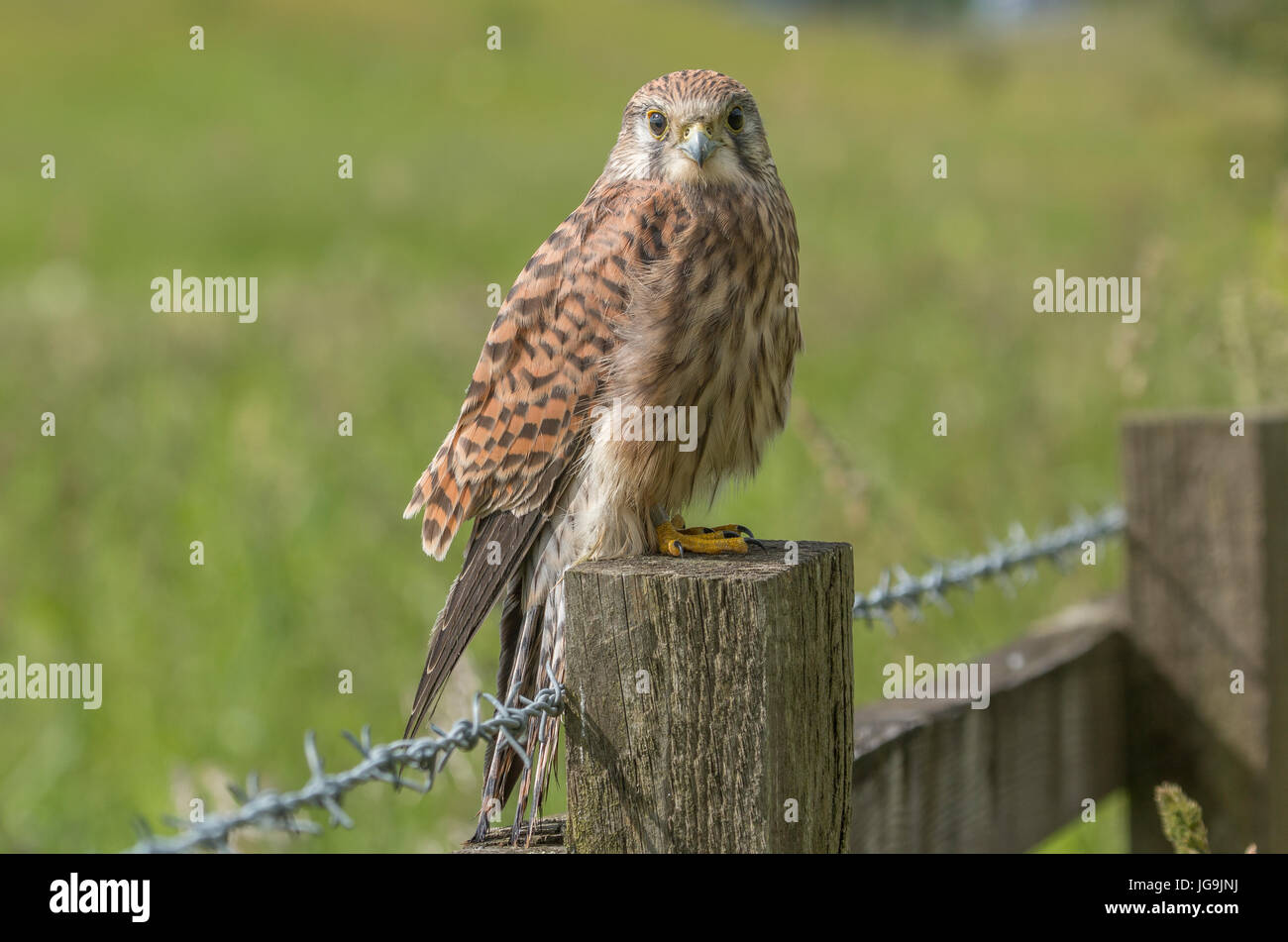 Baby Kestrel High Resolution Stock Photography and Images - Alamy