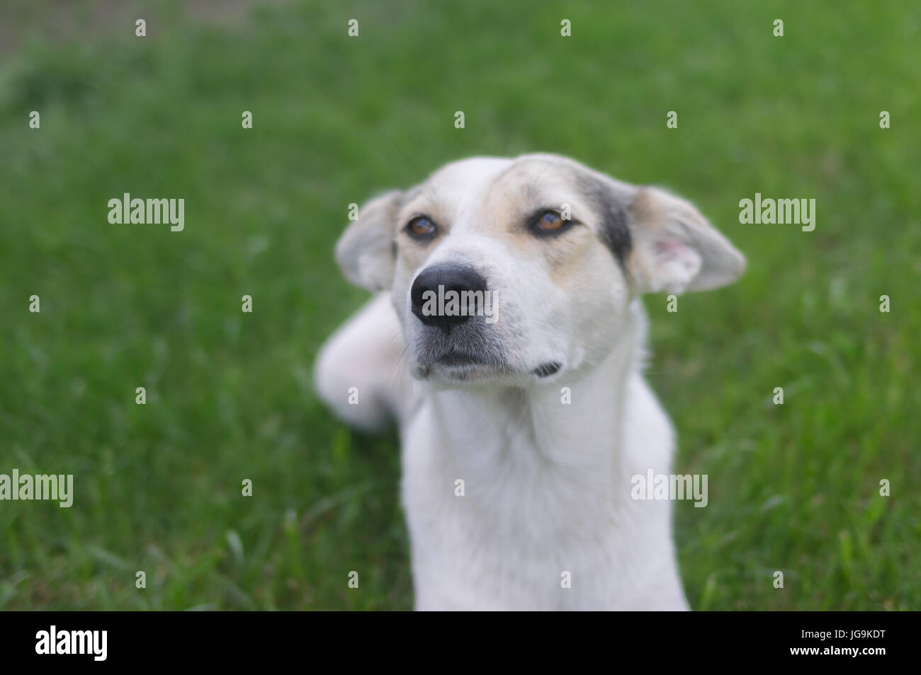 Outdoor portrait of cross-breed of hunting and northern dog against ...