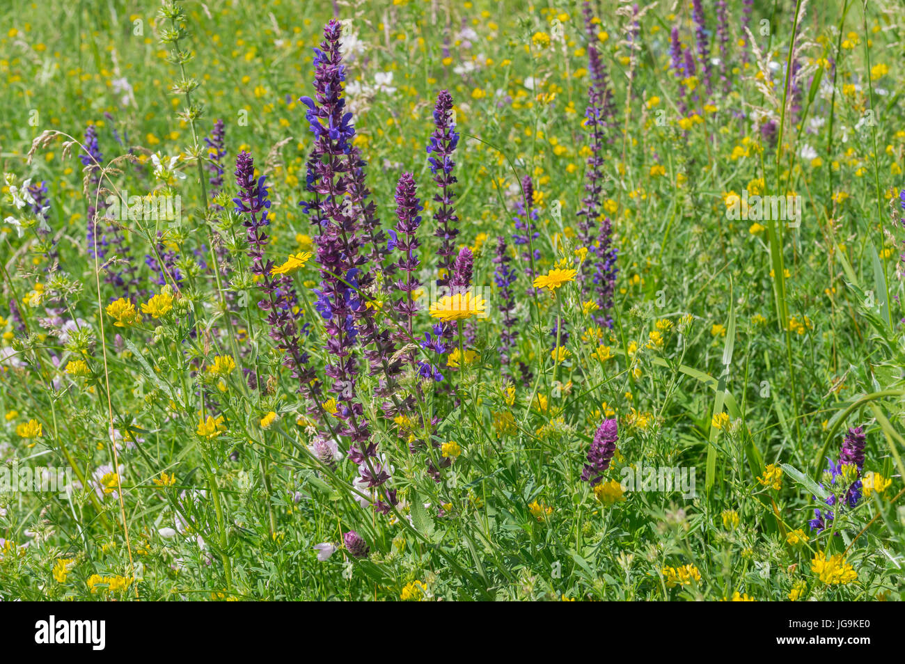 Diversity of wild herbs in Ukrainian prairie in June Stock Photo - Alamy