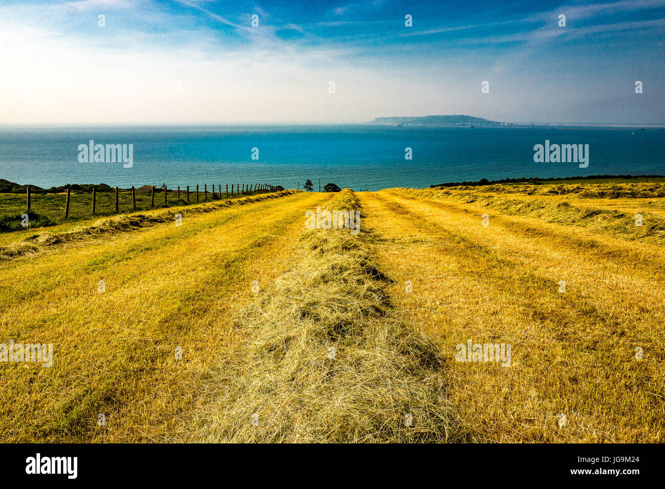 Yellow field overlooking the sea Stock Photo - Alamy