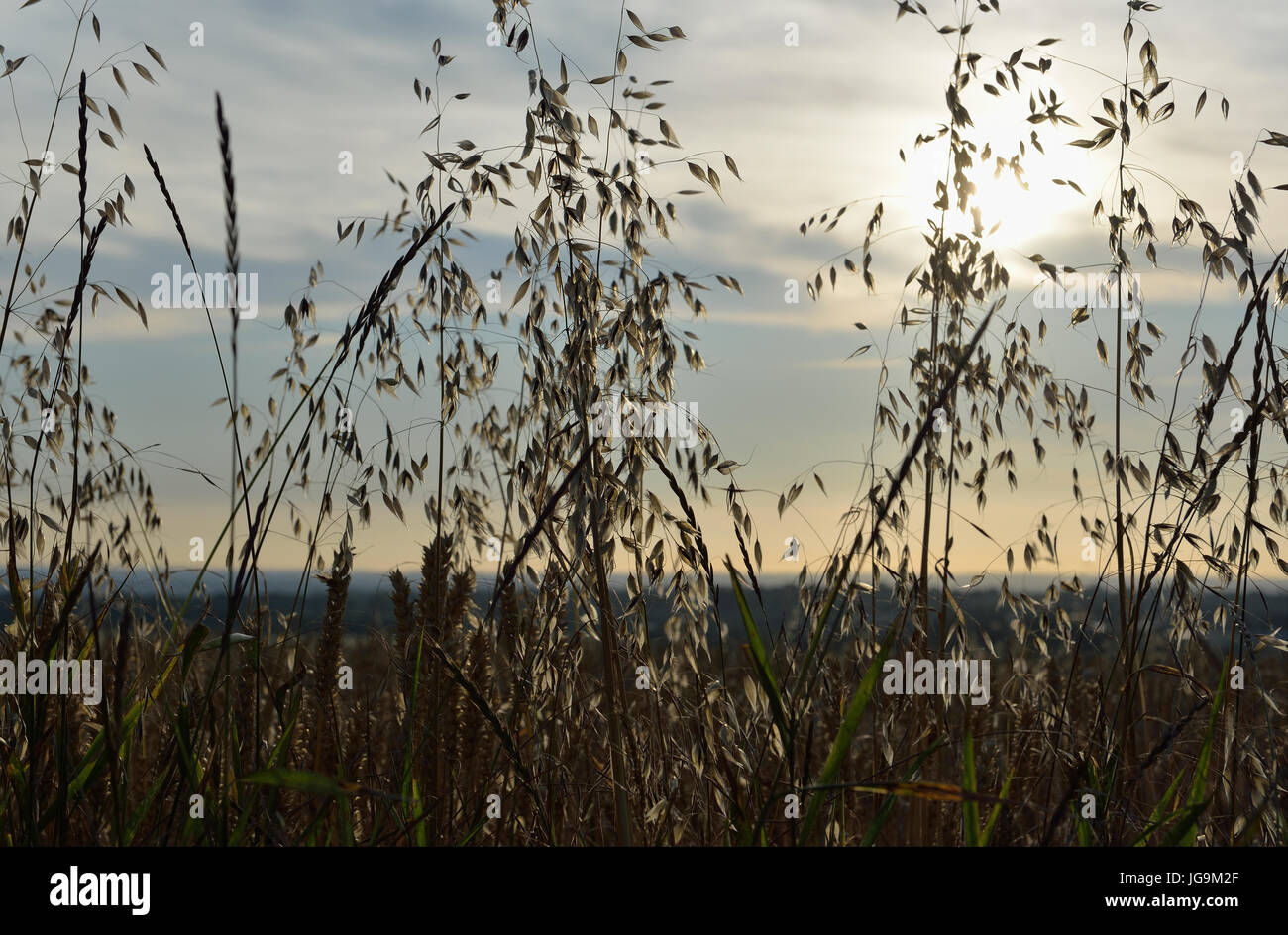Wild oats in a Wiltshire field Stock Photo - Alamy