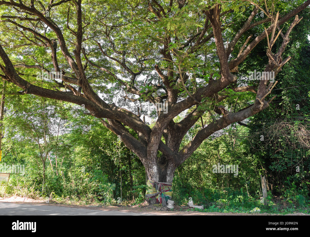 Thailand old tree Stock Photo - Alamy