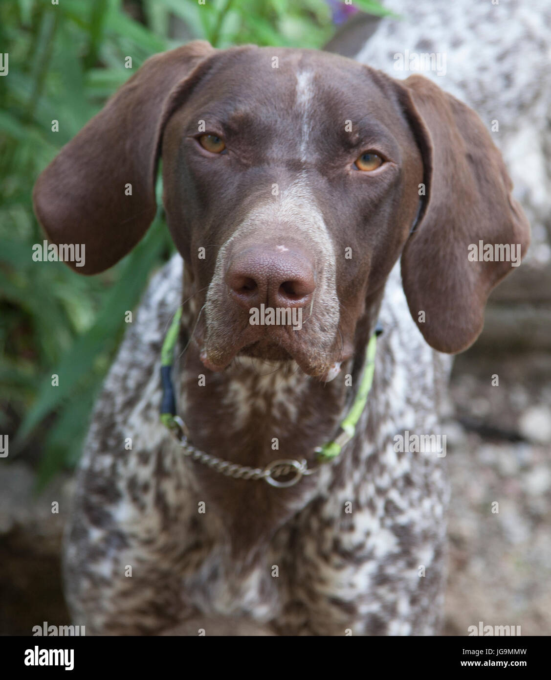 POINTER offen called the English pointer is a medium large-sized breed ...