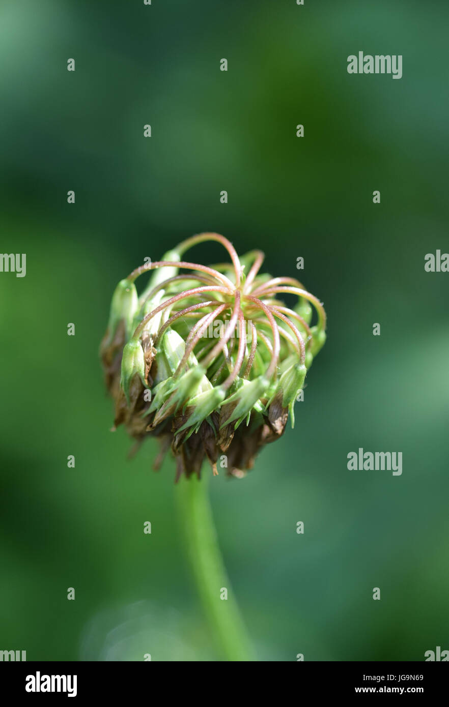 Clover seed hi-res stock photography and images - Alamy