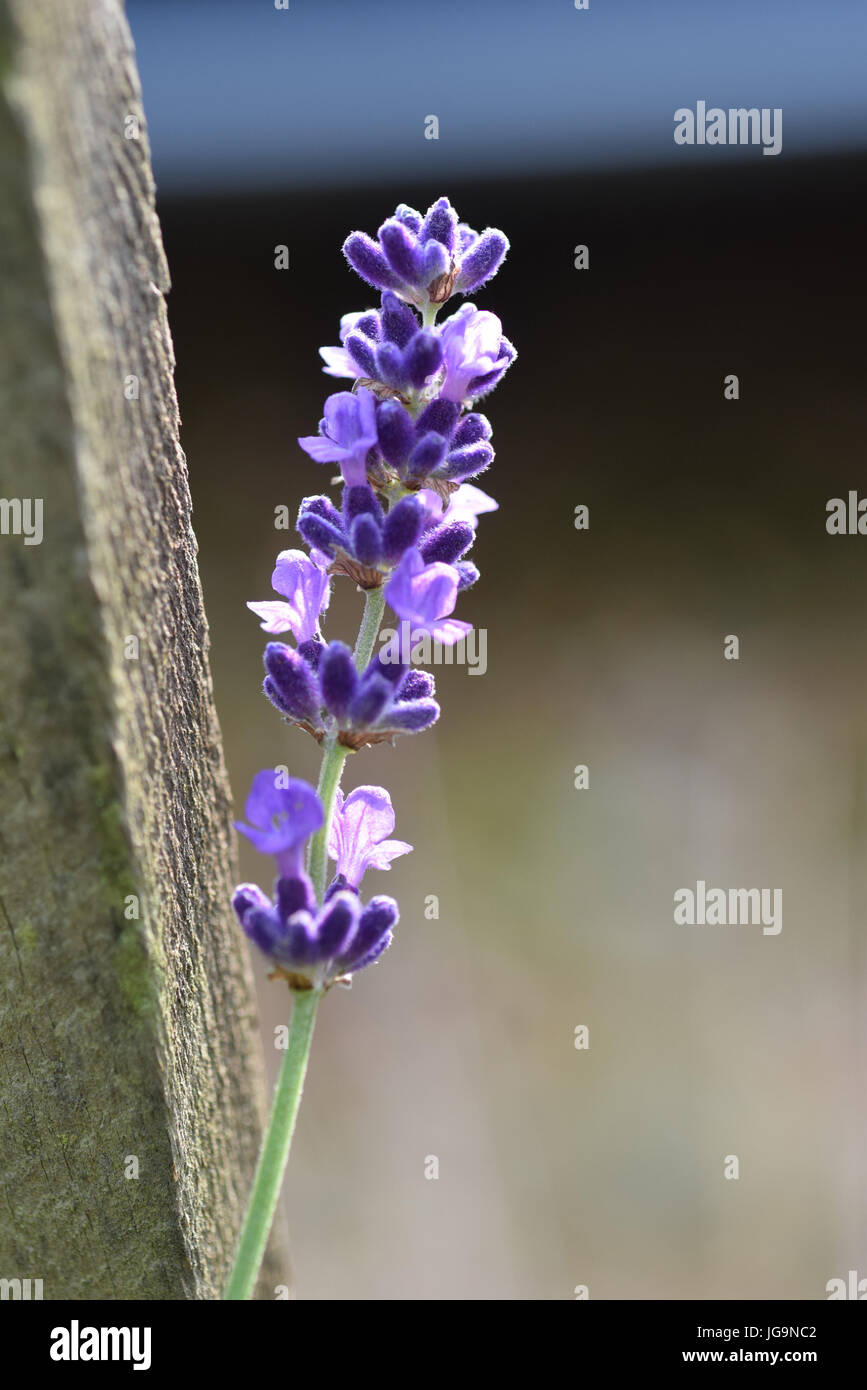 Russian garden with flora hi-res stock photography and images - Alamy
