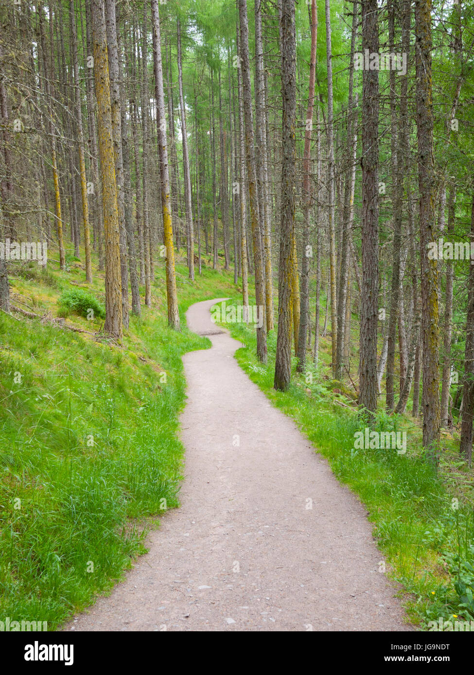 Scotland tall trees hi-res stock photography and images - Alamy