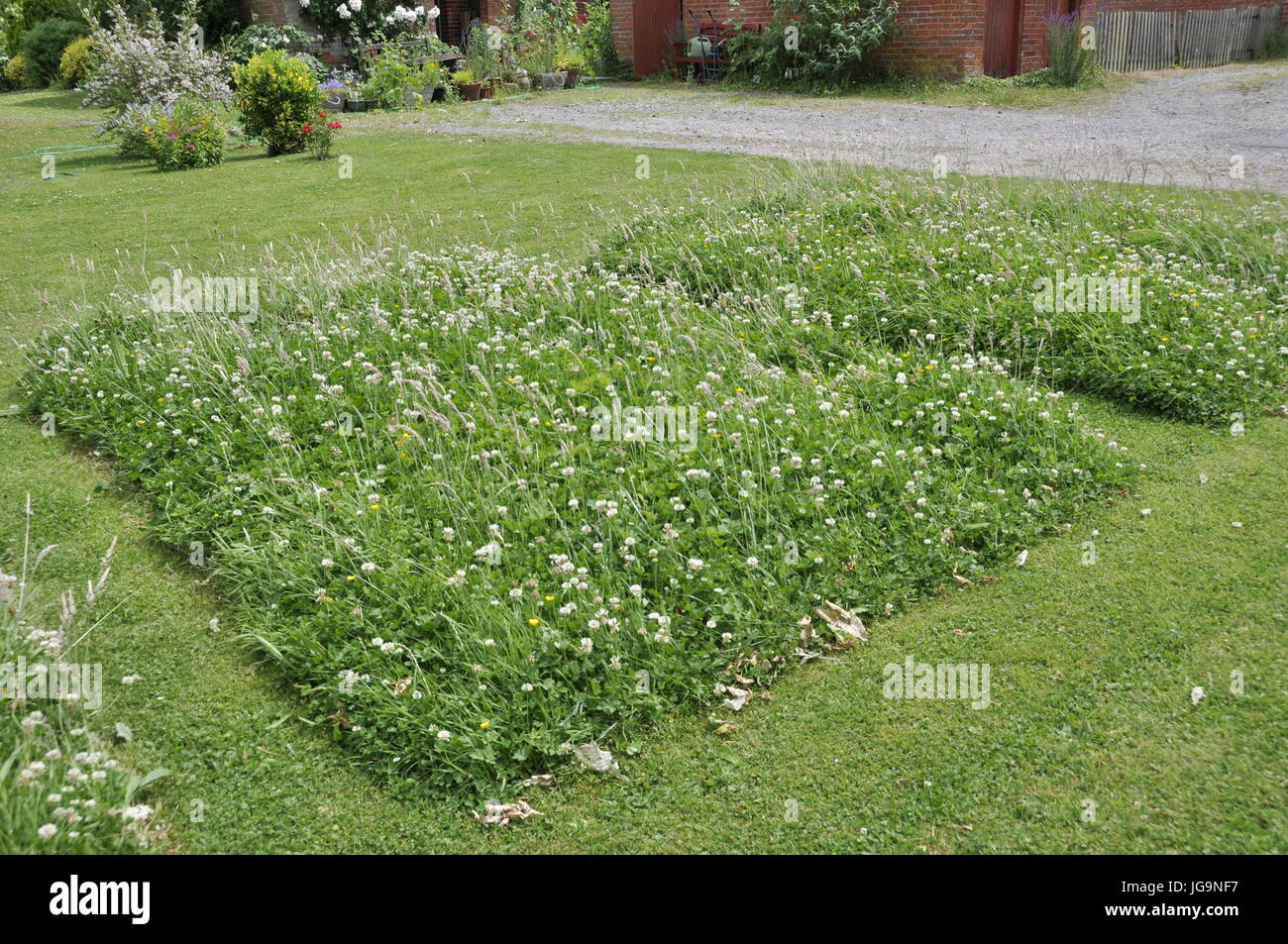 bee friendly area of lawn Stock Photo - Alamy