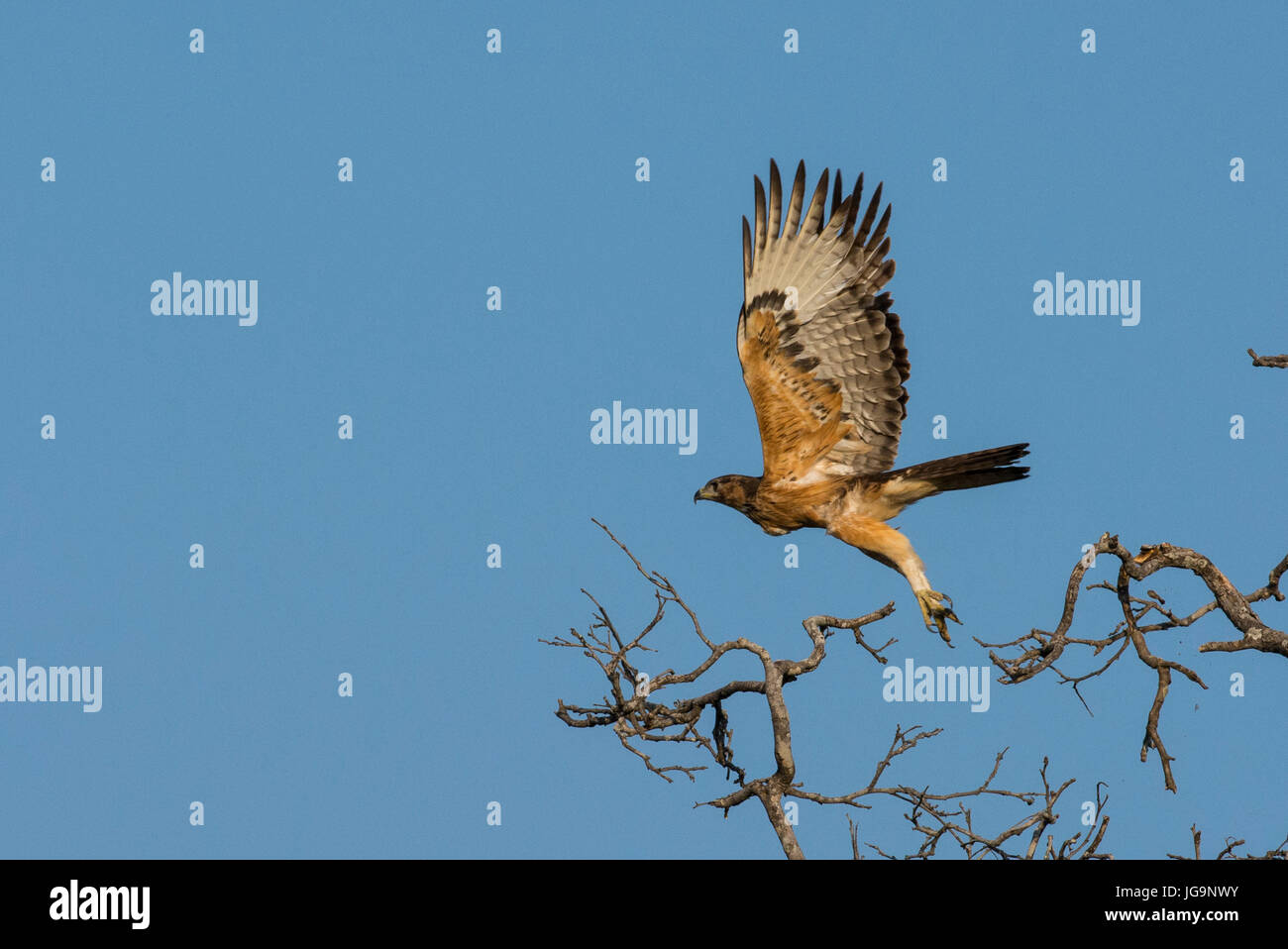 African hawk eagle hi-res stock photography and images - Alamy