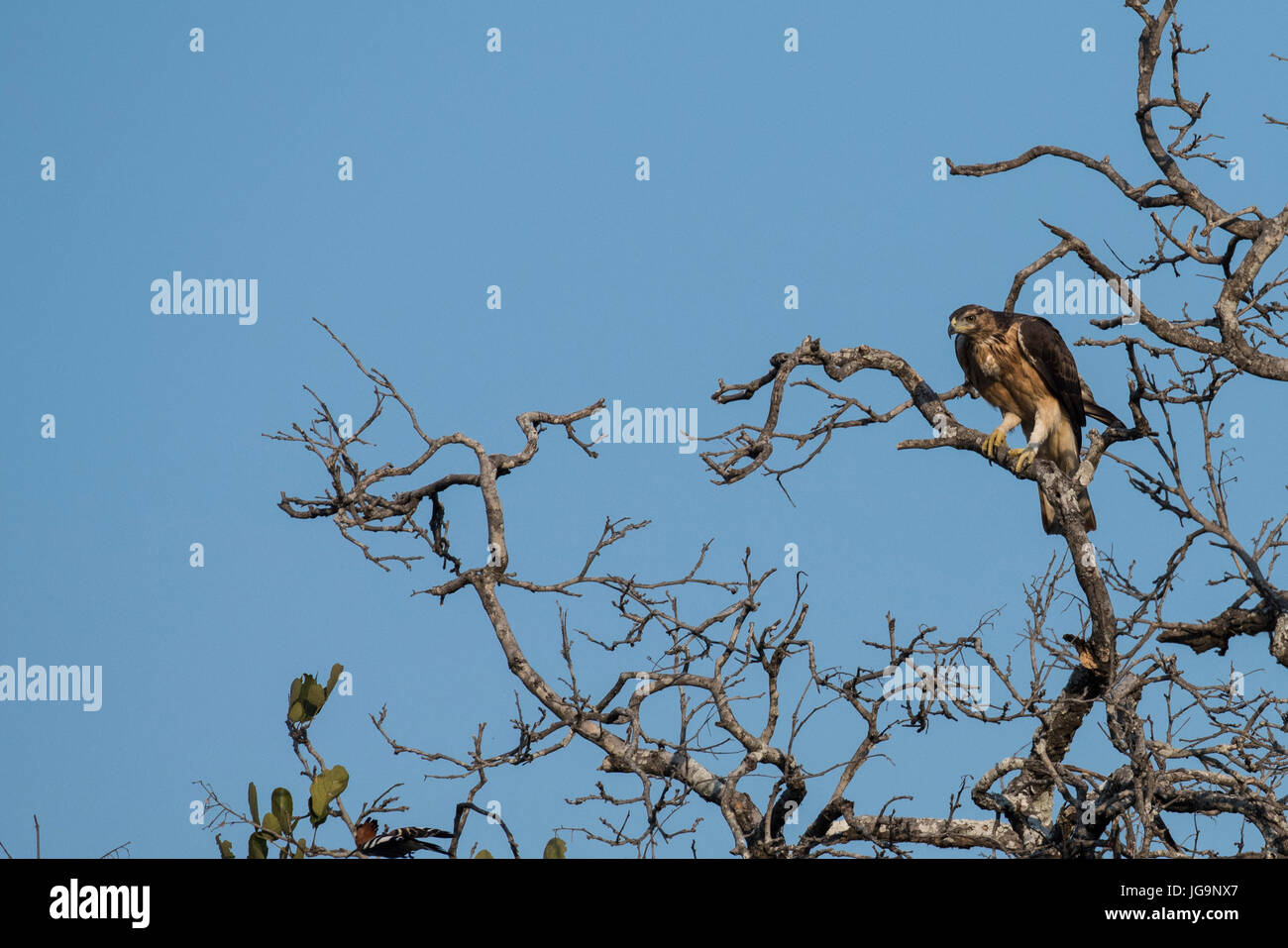 Zambia, South Luangwa National Park. Young African hawk-eagle (Aquila ...