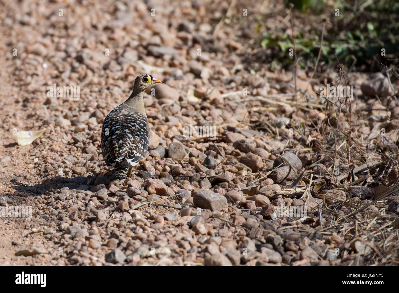African grouse hi-res stock photography and images - Alamy