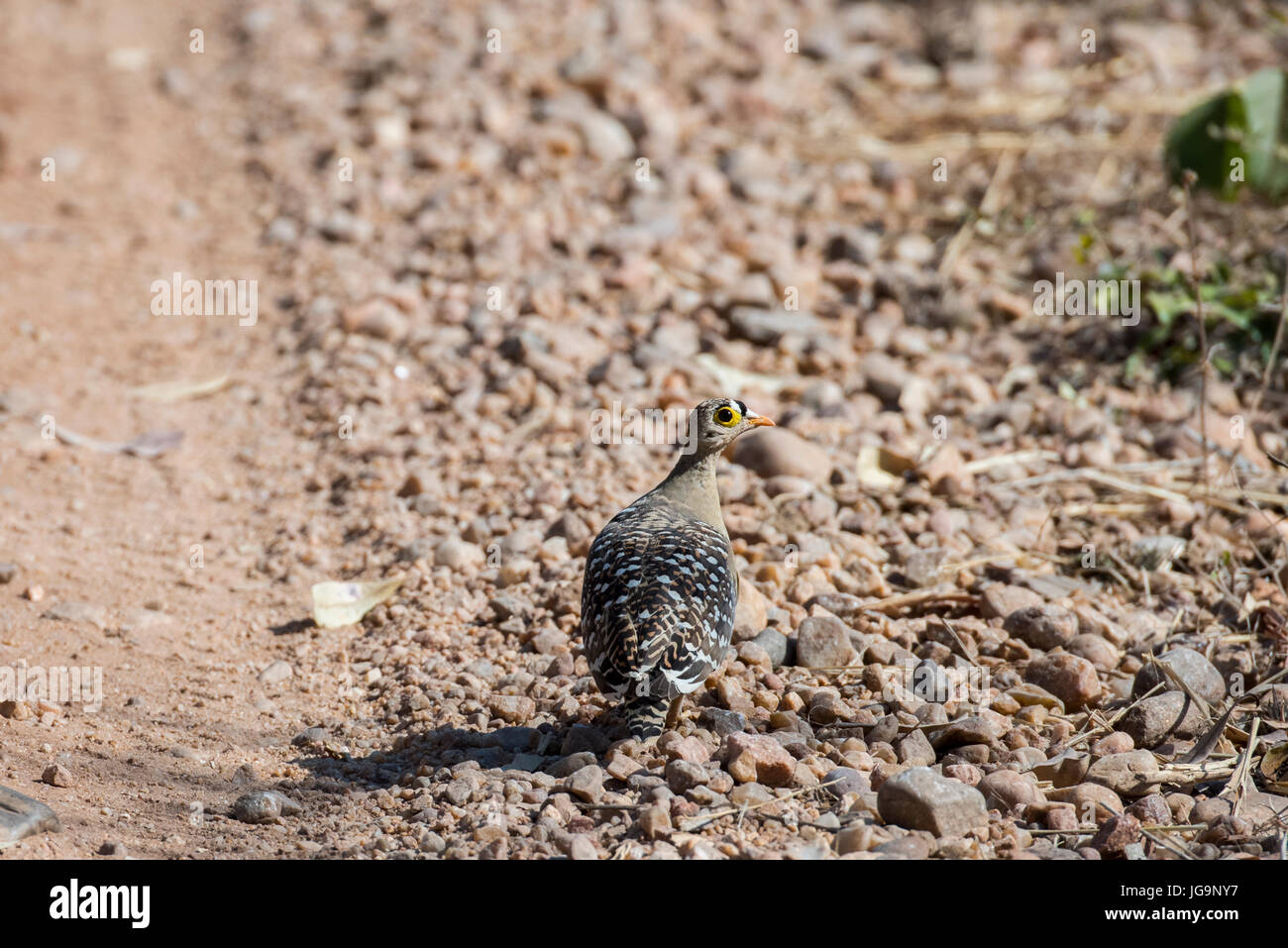 African grouse hi-res stock photography and images - Alamy
