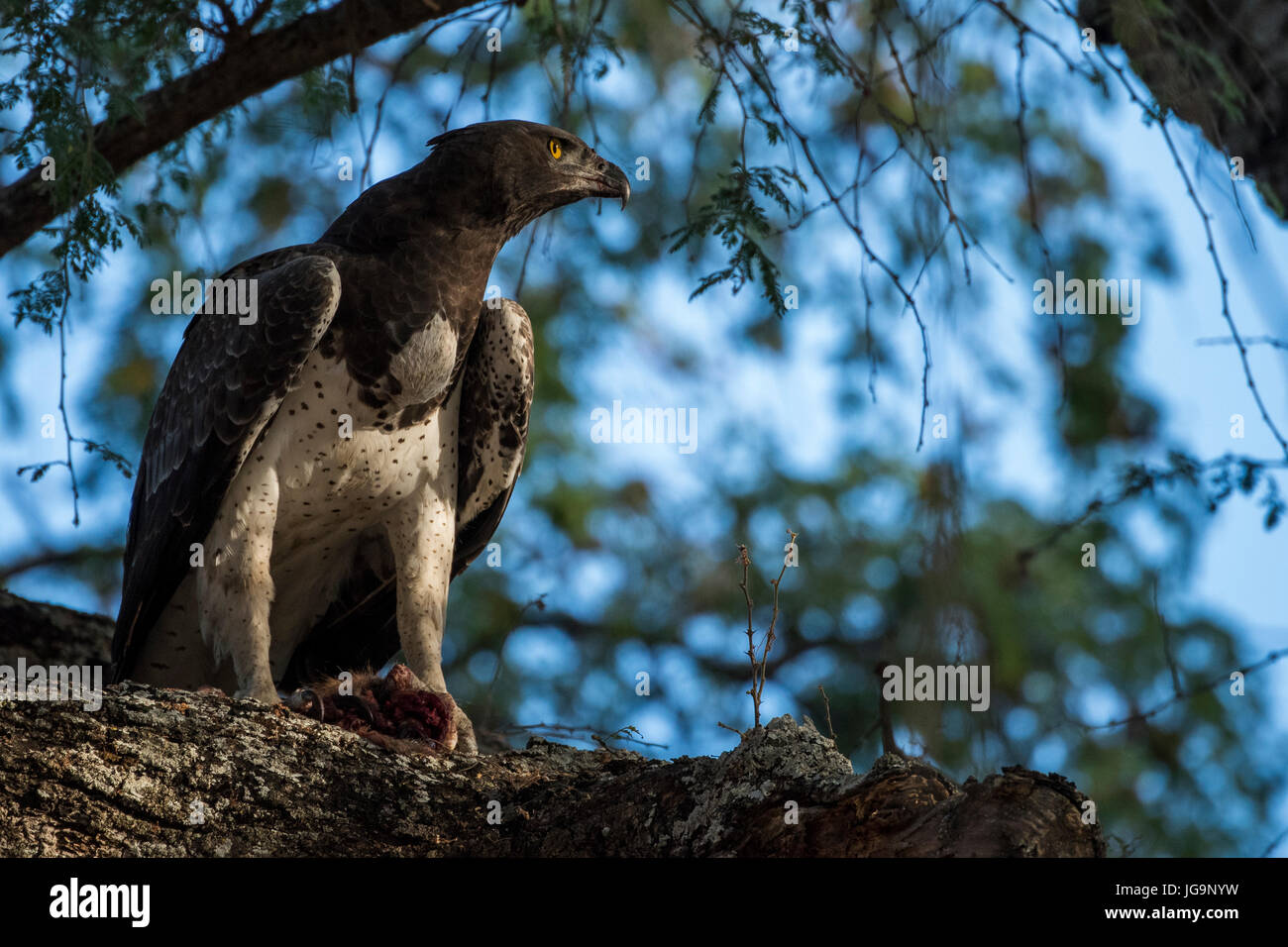 Zambia, South Luangwa National Park. Martial eagle perched with bush ...