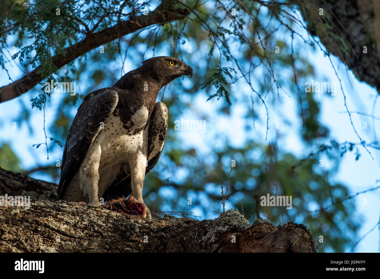 Zambian food hi-res stock photography and images - Alamy