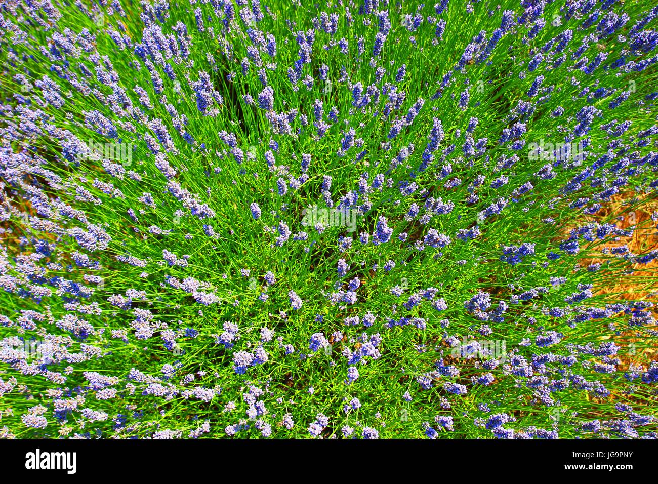 Lavender flowers, aerial view Stock Photo - Alamy