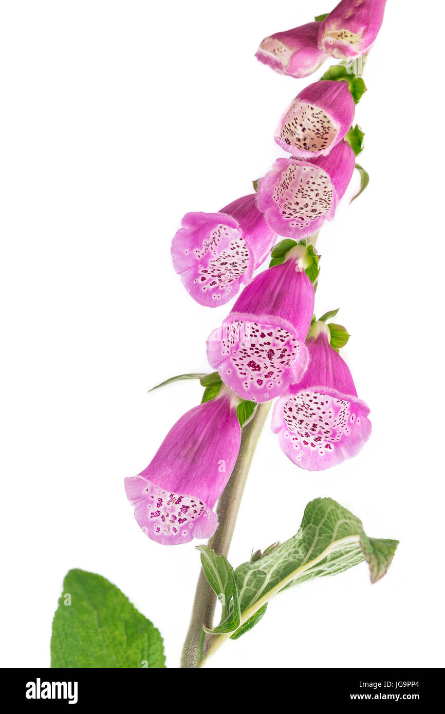 Digitalis digitalis purpurea Cut Out Stock Images & Pictures - Alamy