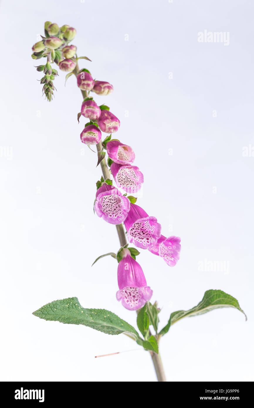 Digitalis Flowers. isolated on white Stock Photo - Alamy