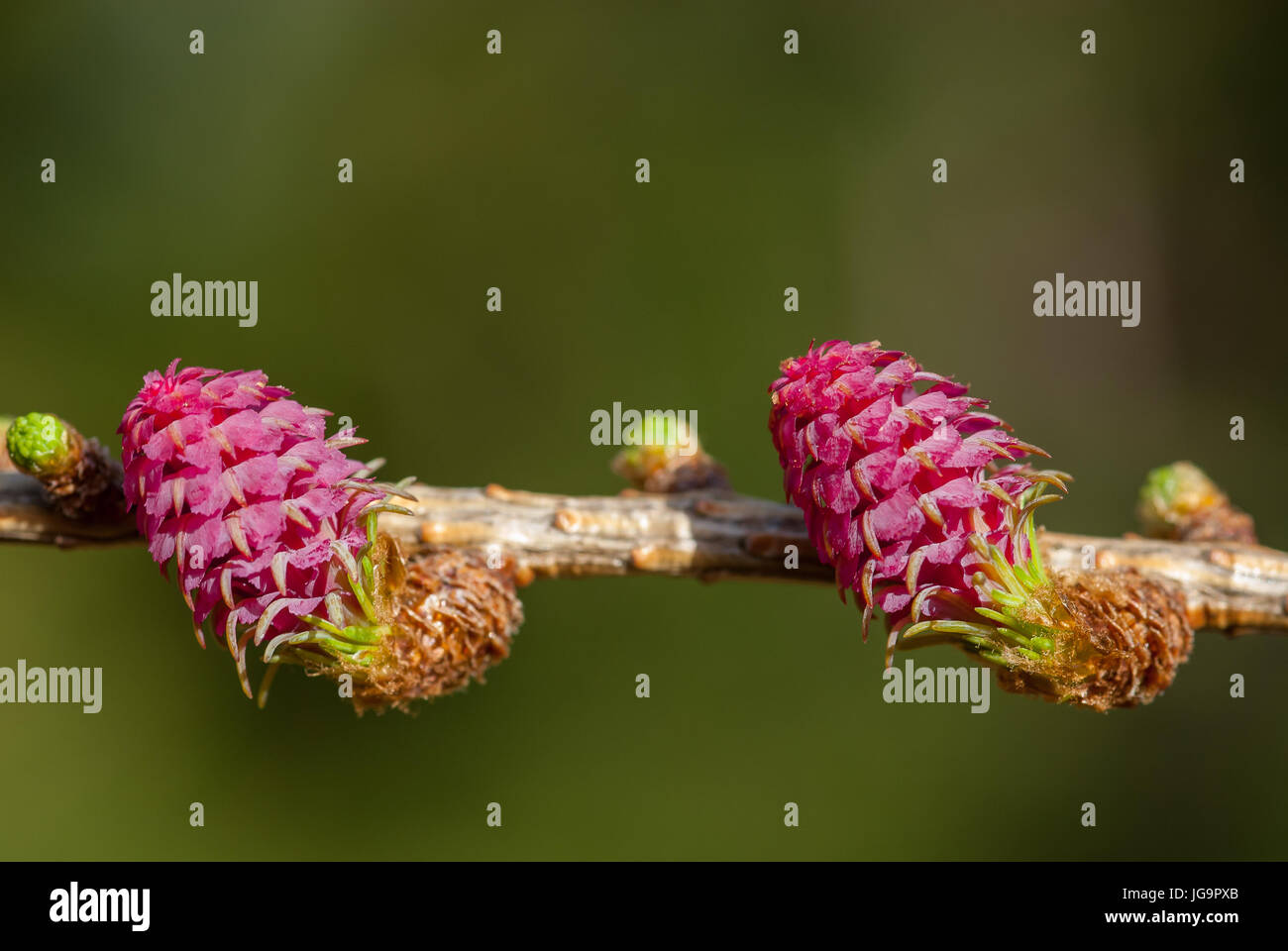 Female larch larix decidua flowers hi-res stock photography and images ...