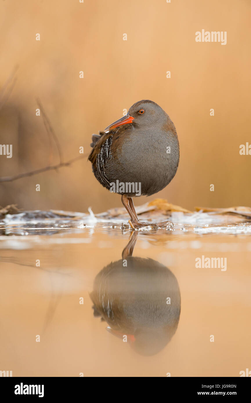 Low level water hi-res stock photography and images - Alamy