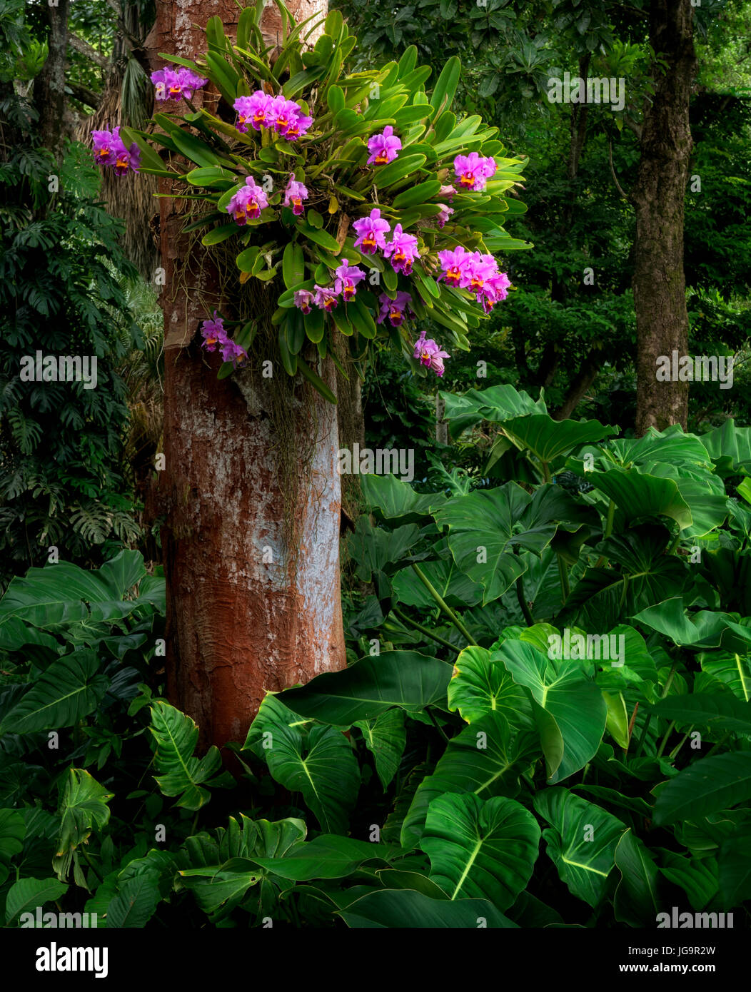 Orchid on tree hi-res stock photography and images - Alamy
