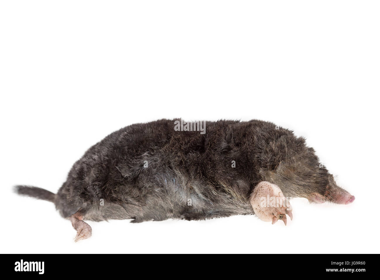 The European mole on white background Stock Photo - Alamy