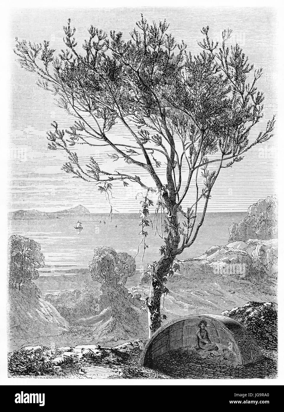Banksia integrifolia Black and White Stock Photos & Images - Alamy