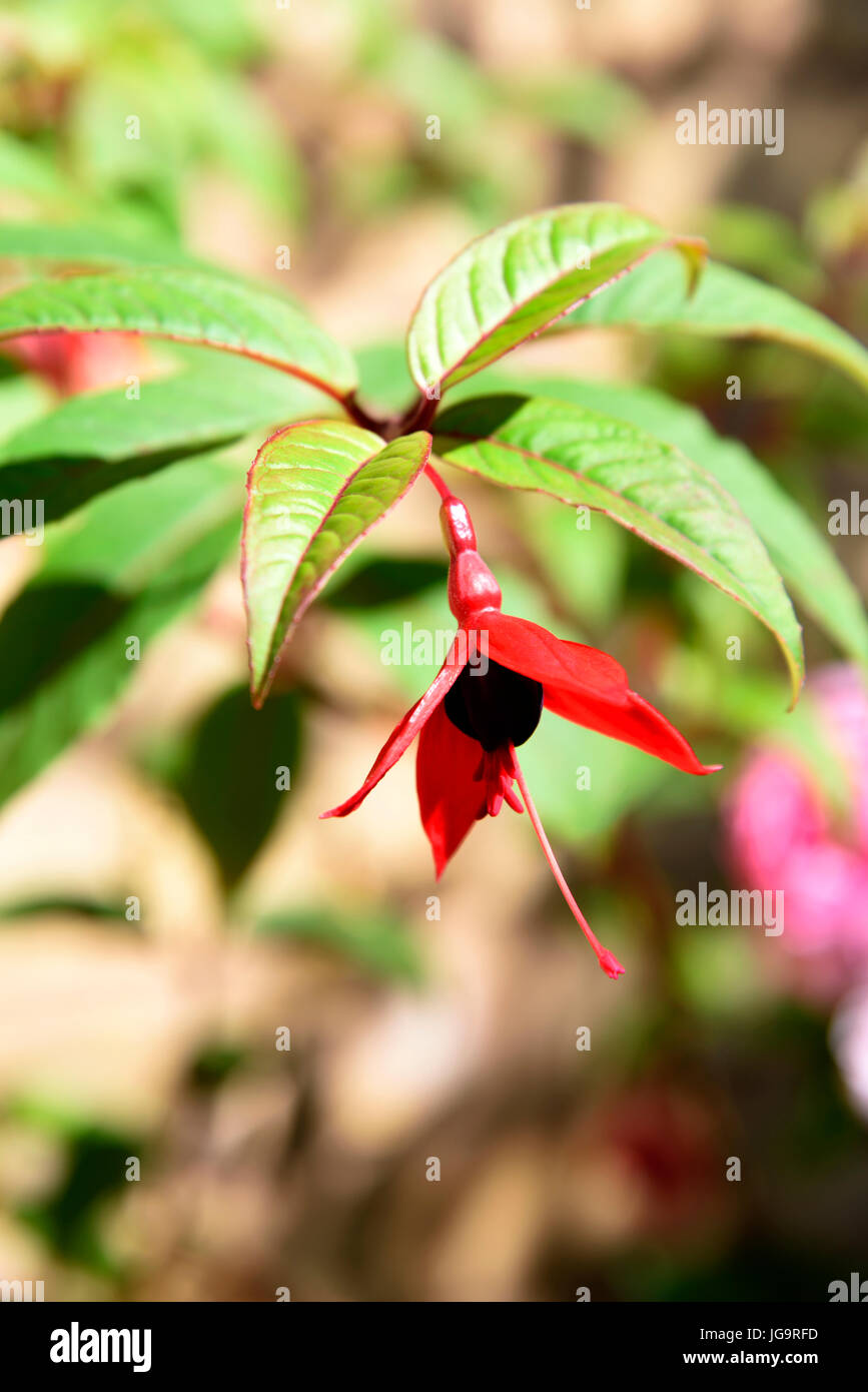 Fuschia colour hi-res stock photography and images - Alamy