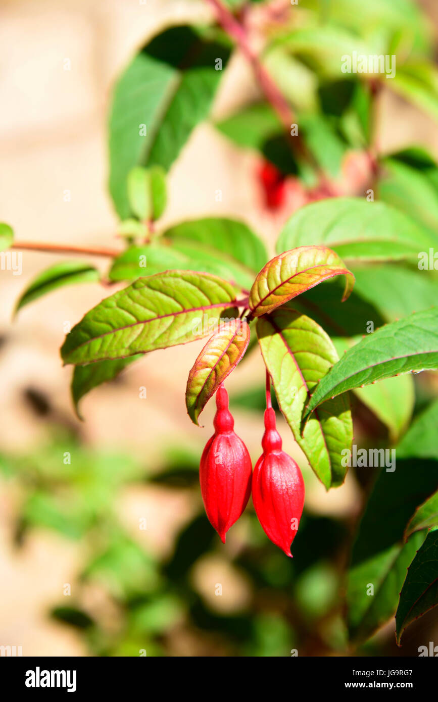 Fuschia colour hi-res stock photography and images - Alamy