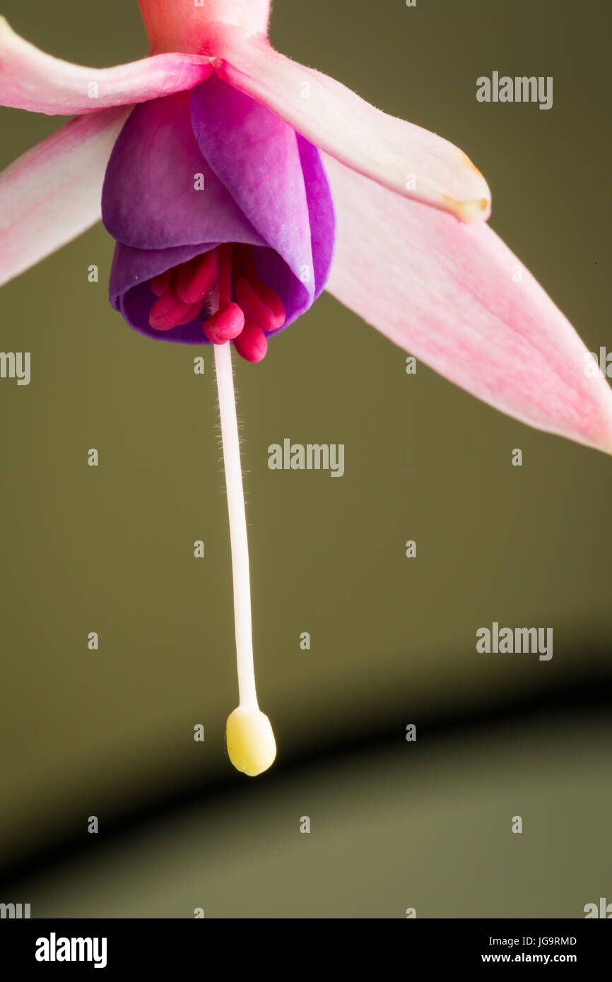 Single Fuchsia Blossom Stock Photo - Alamy