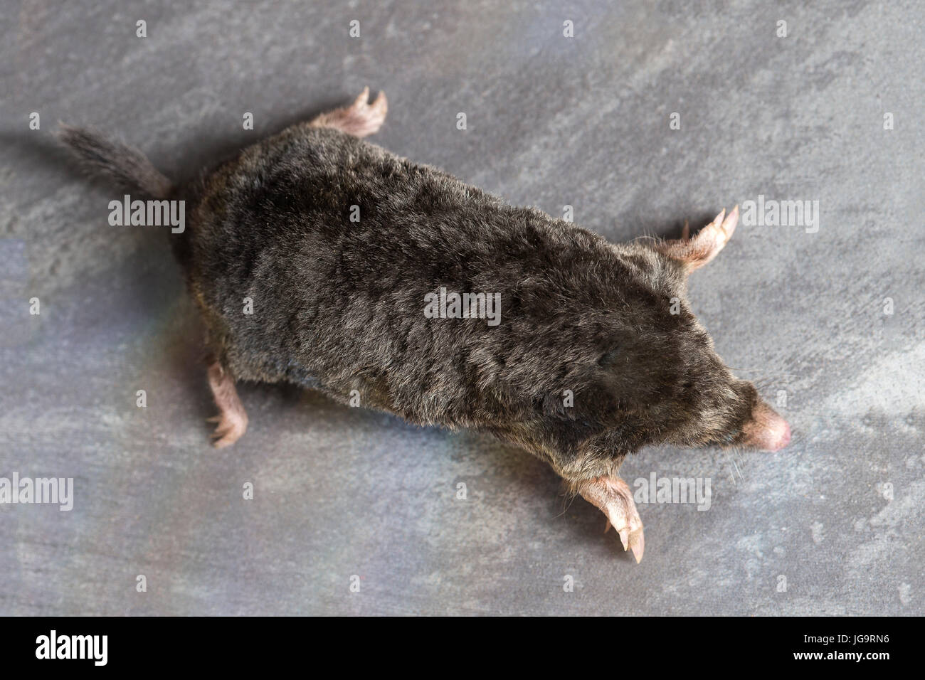 Horrible background hi-res stock photography and images - Alamy